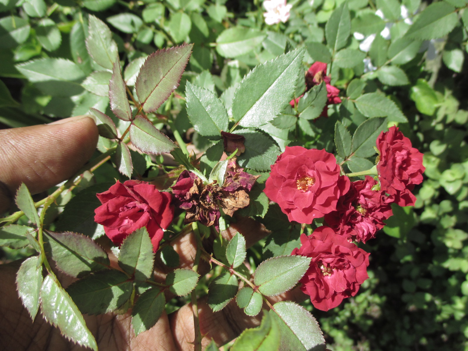 Garden Chronicles of James David: Miniature Roses