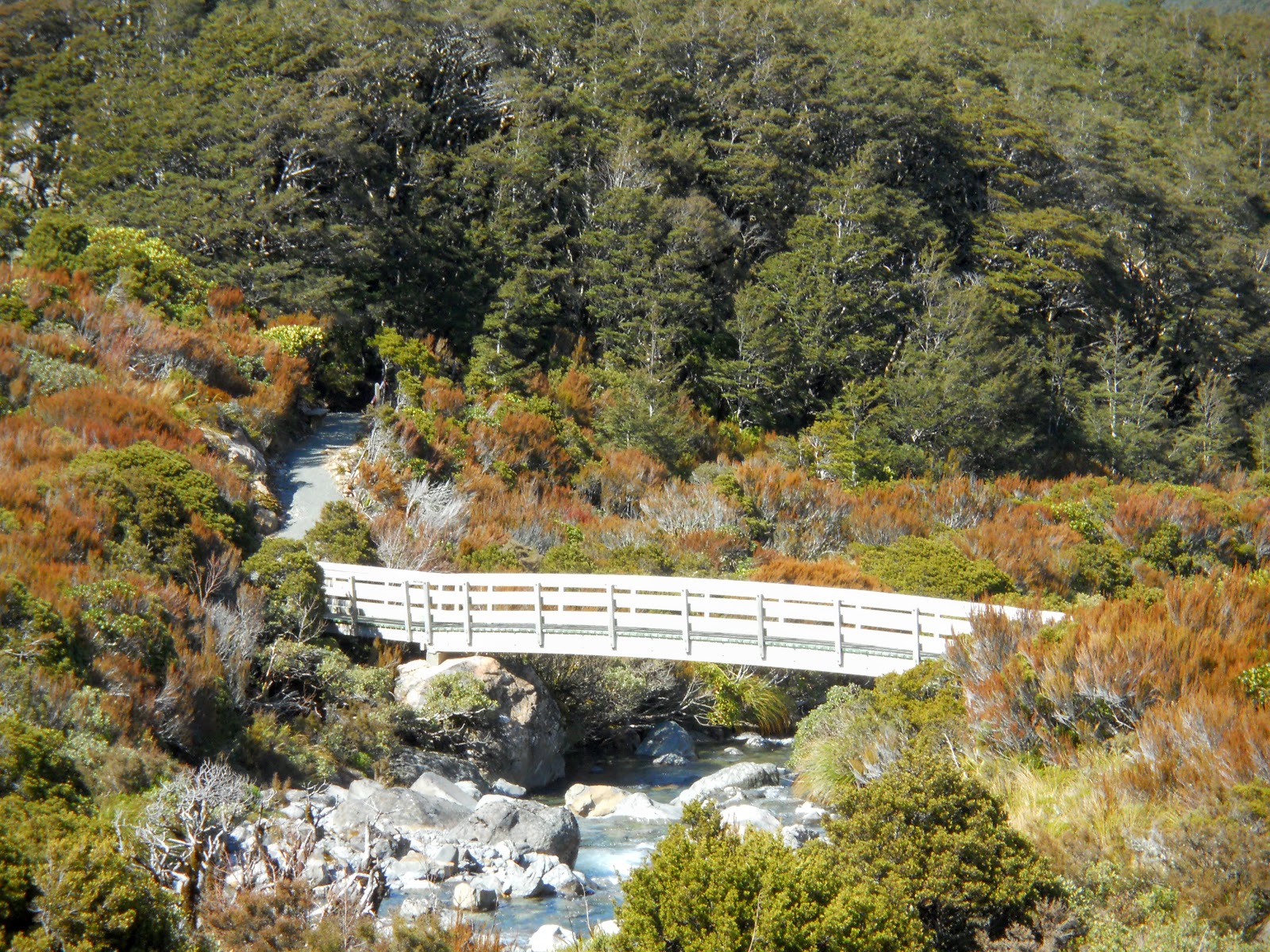 Tramping in the New Zealand backcountry: NZ Bush Adventures: You SHALL ...