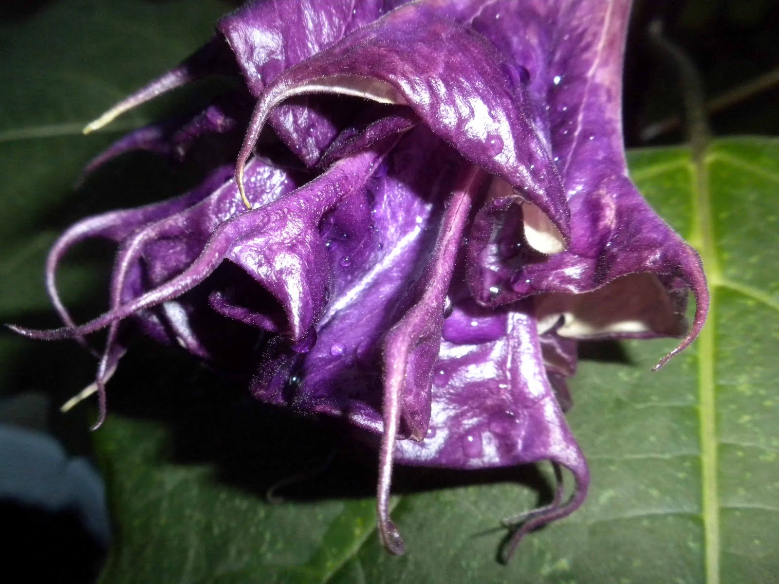 MadSnapper: Datura fastuosa