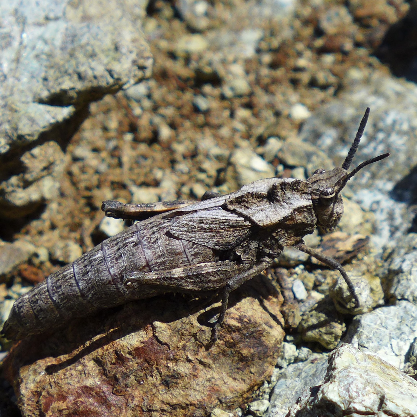 Real Monstrosities: REAL monstrosa