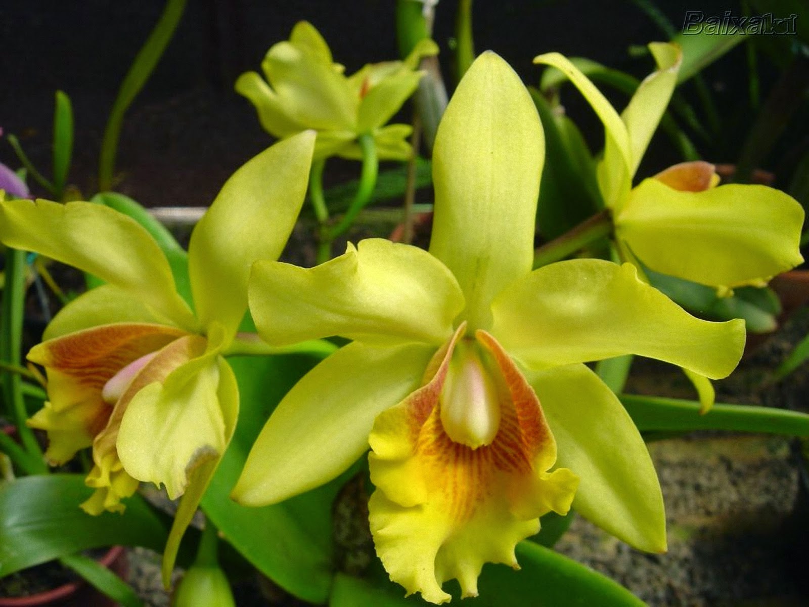 purpura: ORQUIDEAS SALVAJES