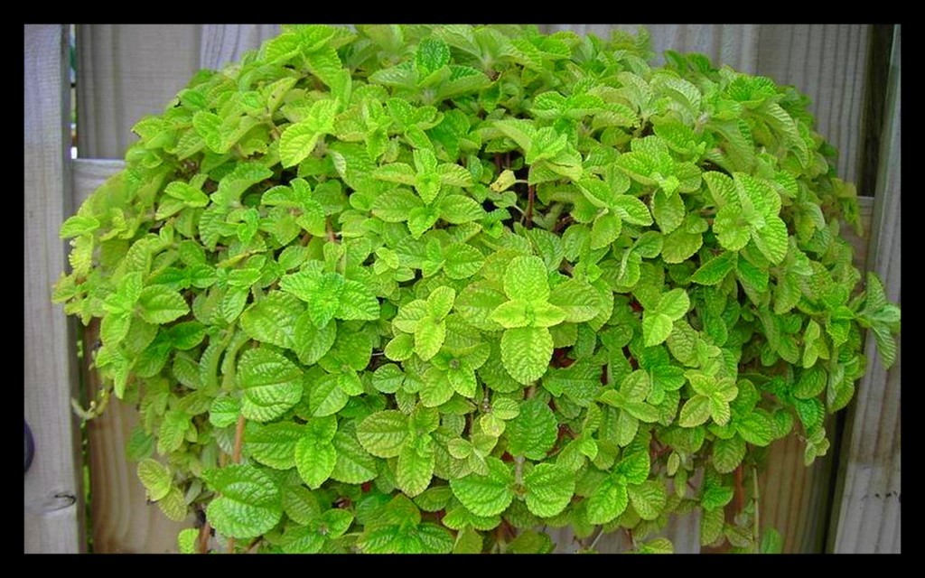 Candomblé Verde: Para Marcos - nomes científicos de algumas ervas