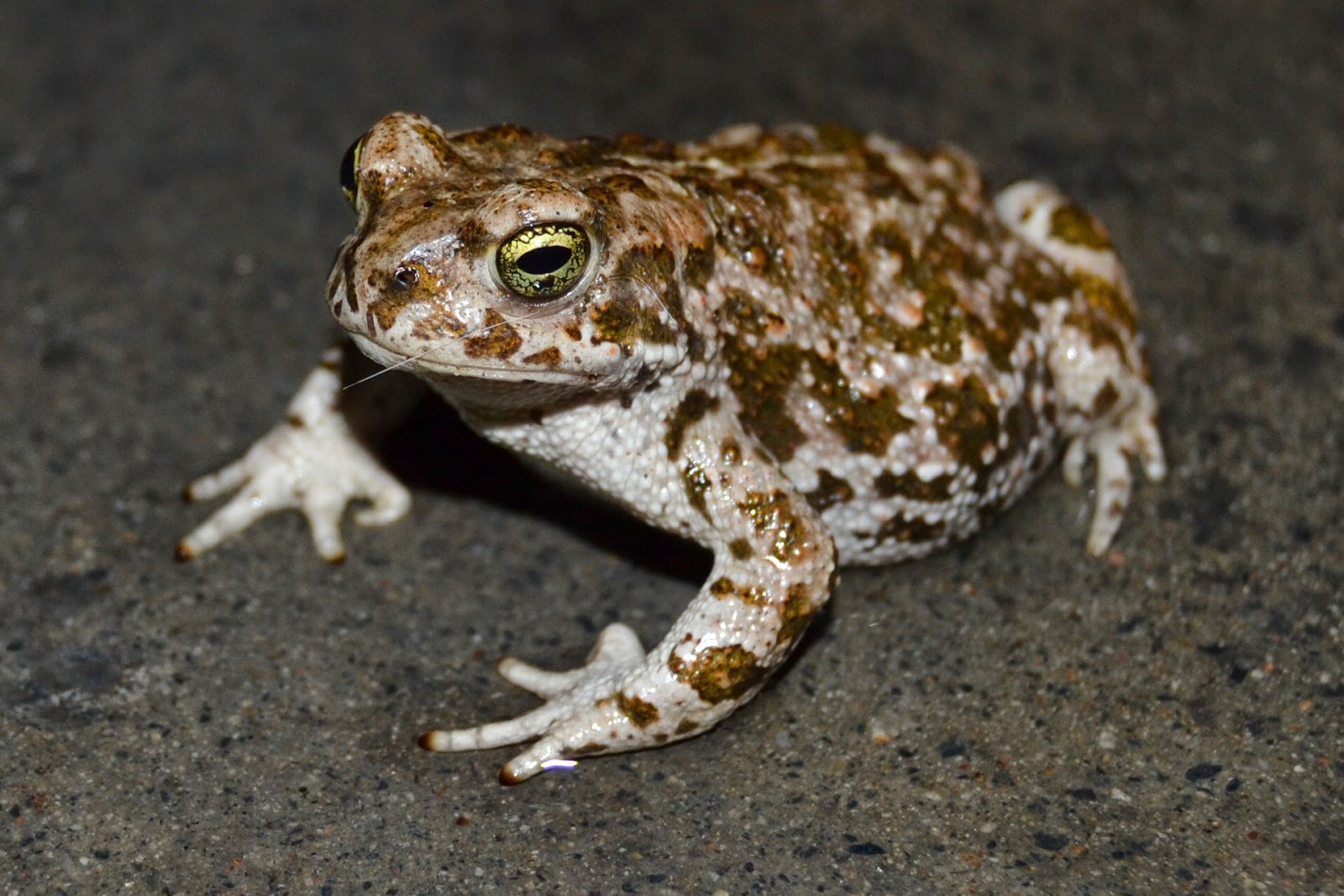 Amantes de la ornitología: Sapo corredor