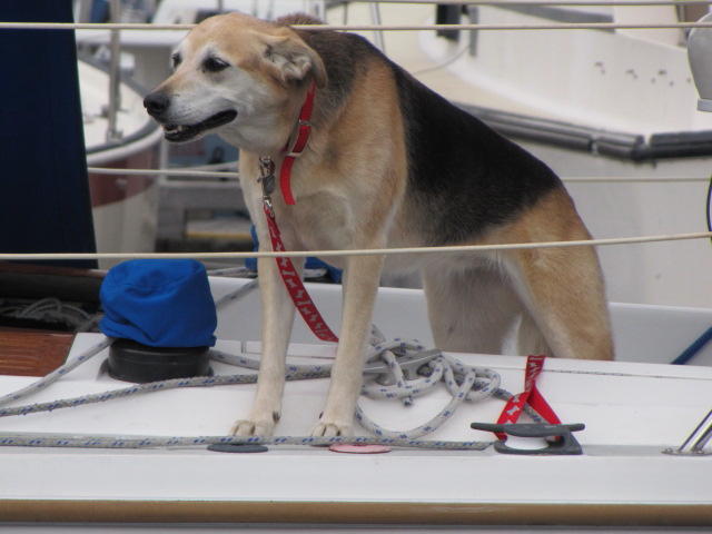 Millennium Dragon: Commodore's Cruise of Maple Bay Yacht Club - gone to ...