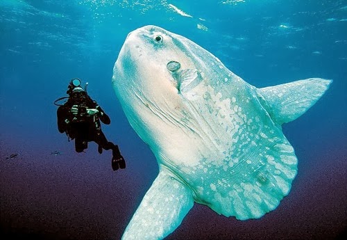 Ocean Sunfish - Fishes World - HD Images & Free Photos