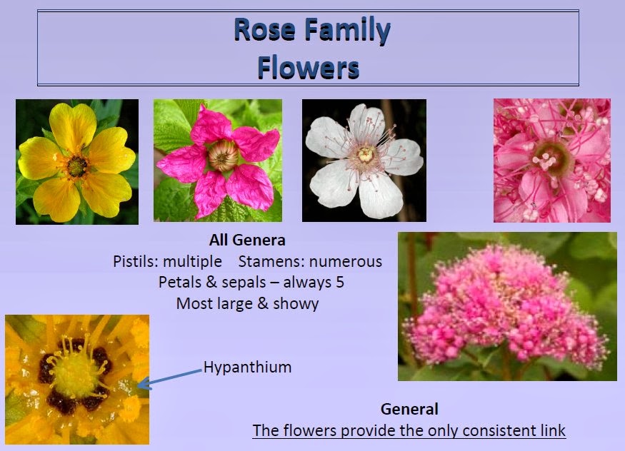Methow Conservancy: Botany Basics - Continuing the GILF Method, plus ...