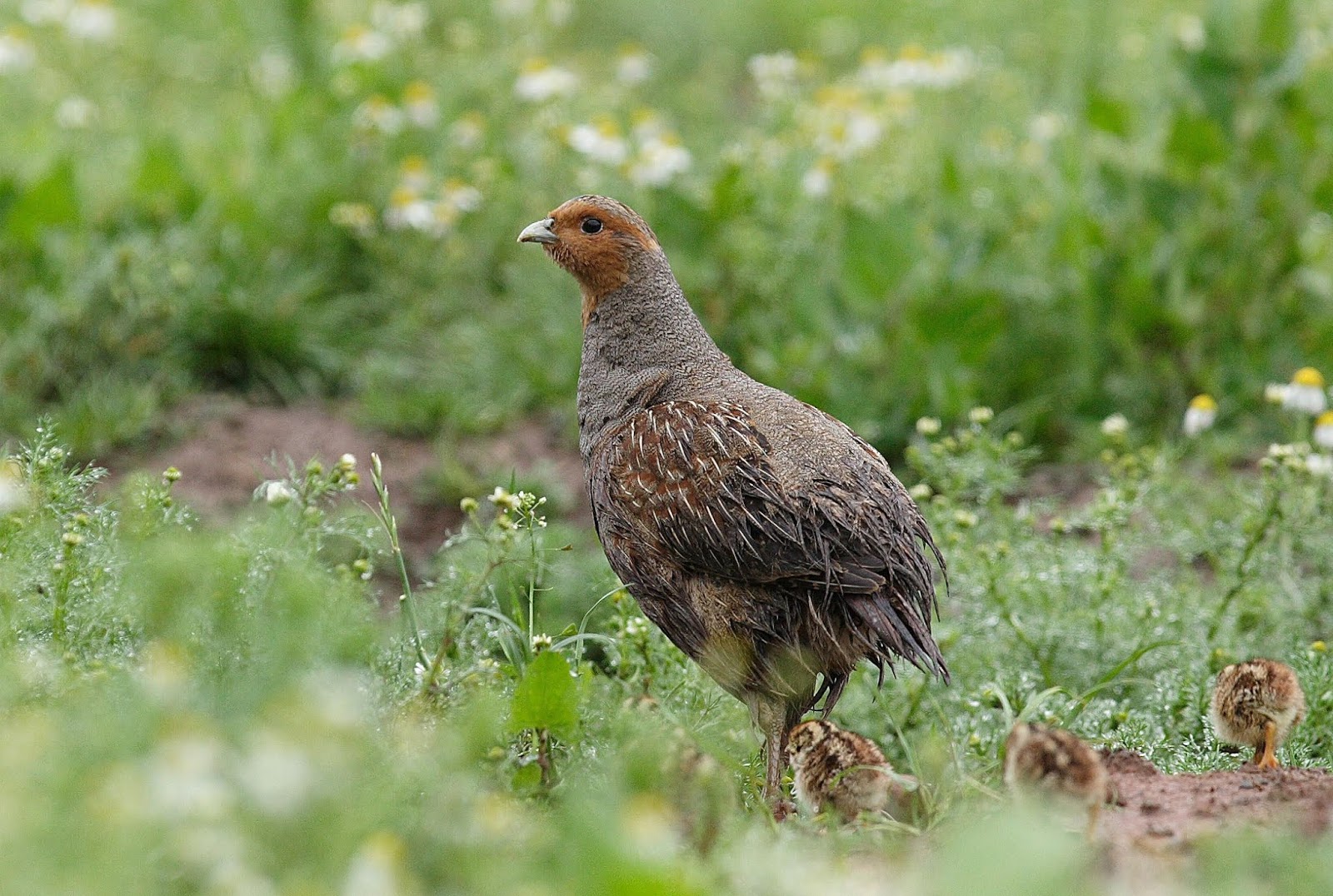 জলার তিতির-Francolinus gularis-Swamp Francolin