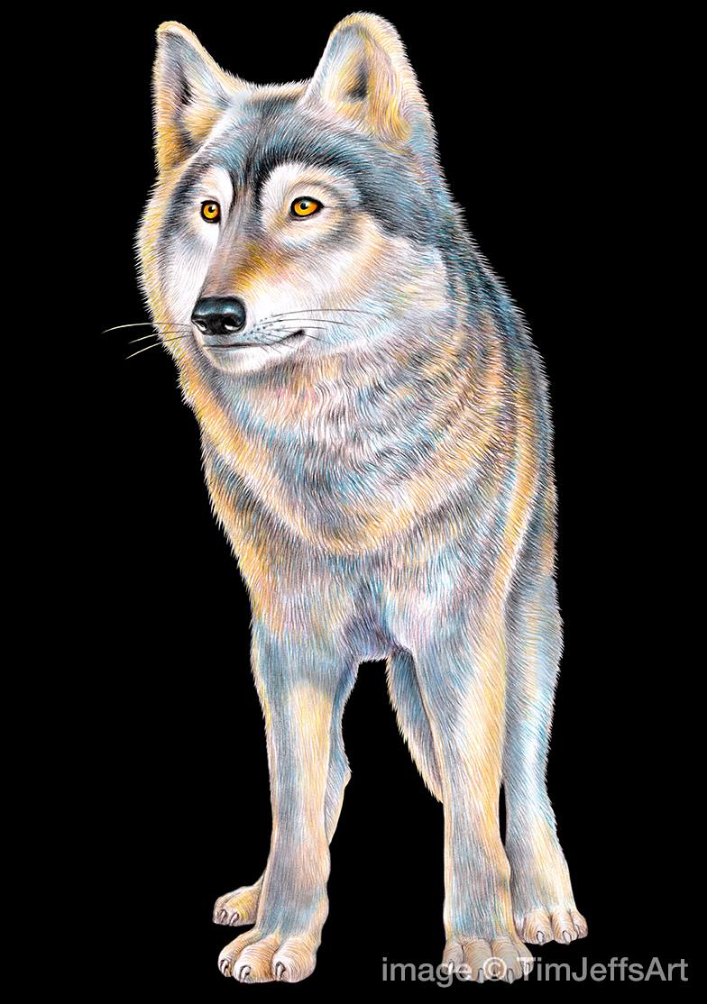 Tim Jeffs Art: Color Drawings