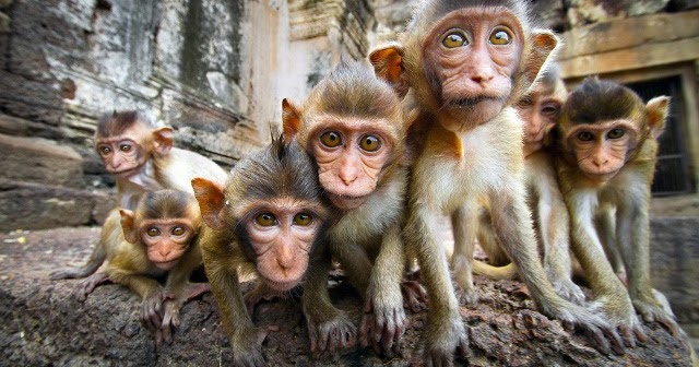 Sentient Developments: Bioengineered monkeys with human genetic ...