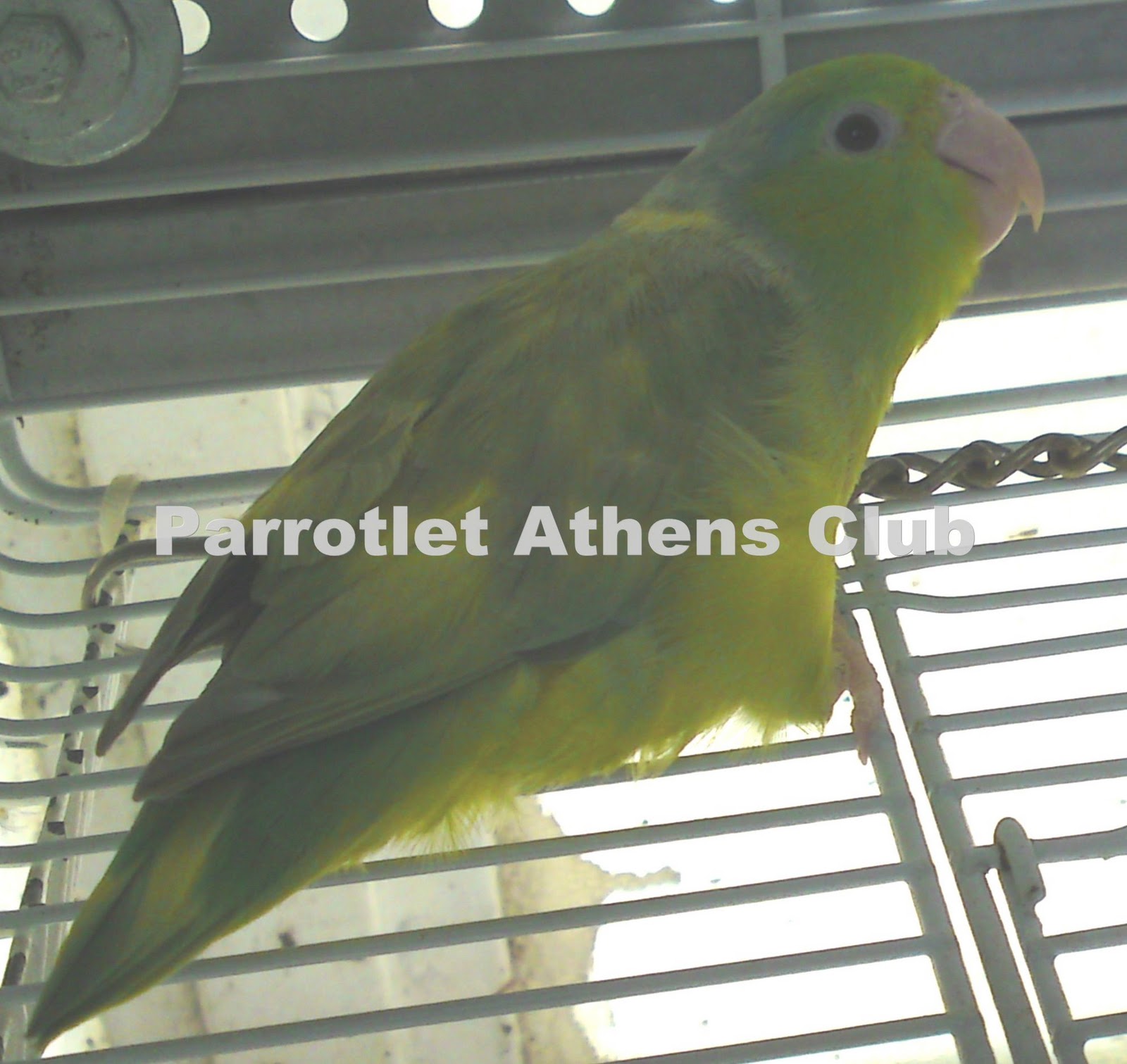 Parrotlet Athens Club: Parrotlet - Breeders Athens Greece