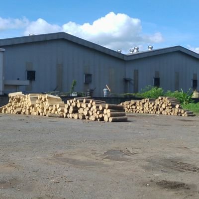 Beli kayu pulai/Lame