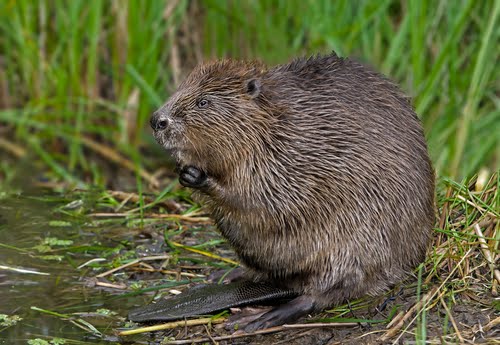 BEAVER GETS PROTECTED IN SCOTLAND - Boss News
