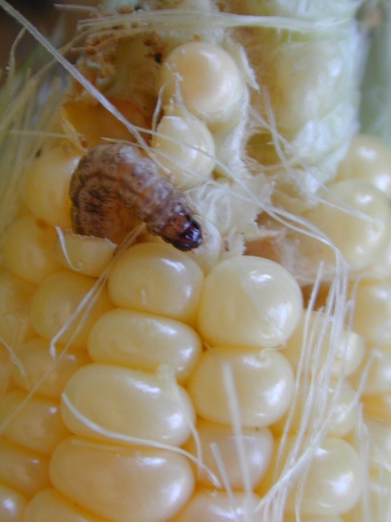 sweet corn pests