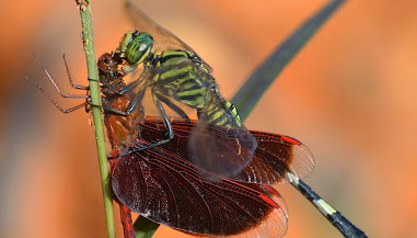 Hebat! Capung Tentara Pengendali Ekosistem - Generasi Biologi