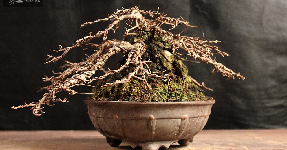 Yamadori Passion: "El Olmito" (V)