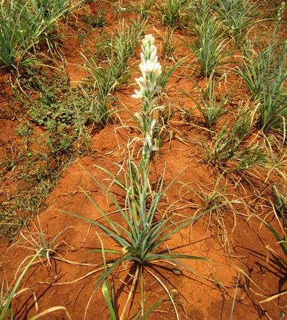 PERSATUAN BELADIRI BUDI SUCI: BUNGA TUJUH RUPA (kembang pitung werno ...