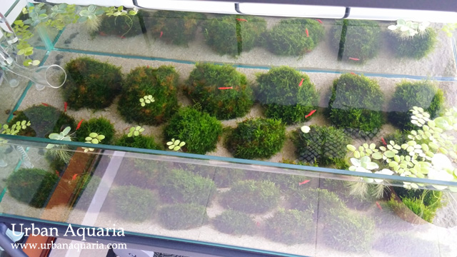 Urban Aquaria: September 2014