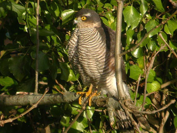 A Heron's View: The Sparrow Hawk