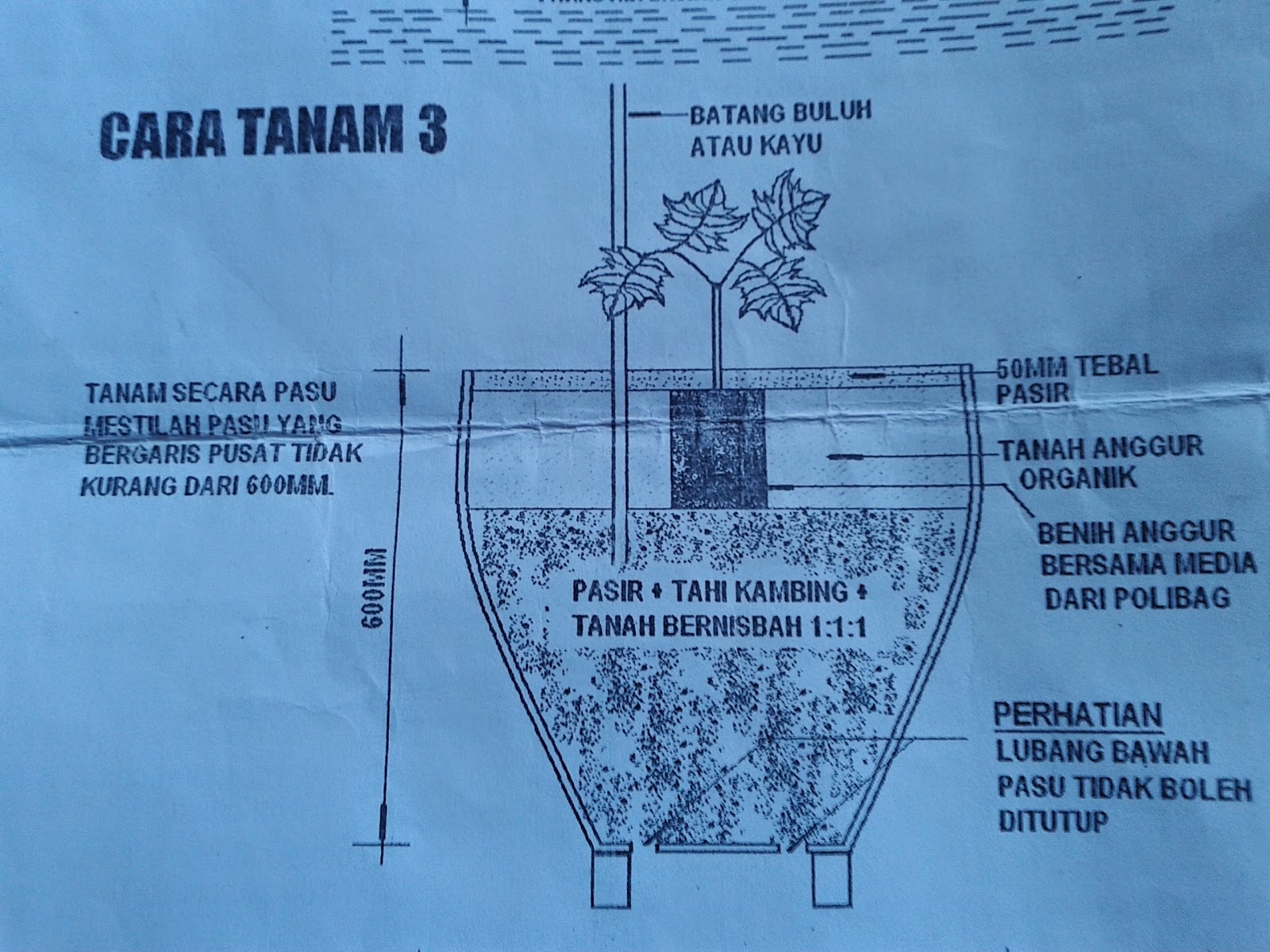 ***sepanjang kehidupanku***: CARA MENANAM POKOK ANGGUR...