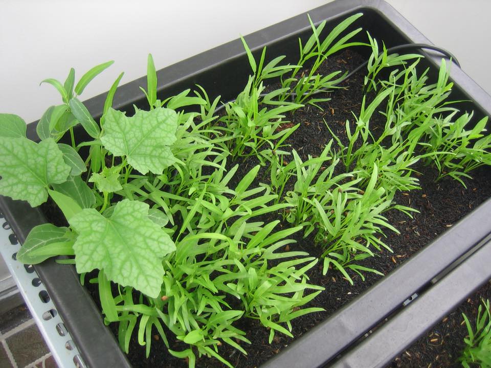 Cách cải tạo đất trồng rau sạch tại nhà - Sáng tạo xanh