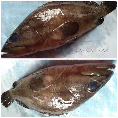 Kenali Pelbagai Jenis Ikan di Pantai Timur Sabah - Amie's Little Kitchen