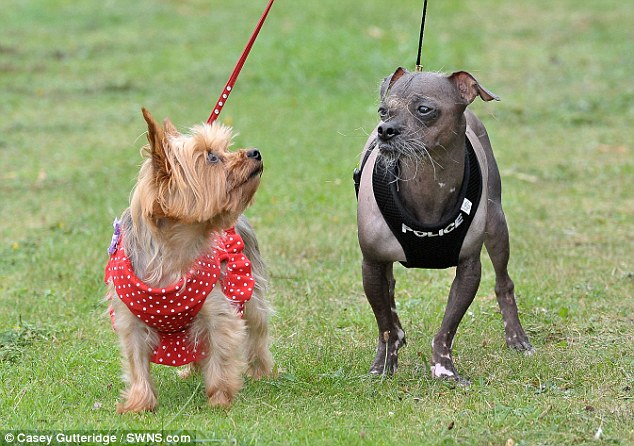 dailypetfwd: Mugly the ugliest dog gets dressed up... to protect his ...