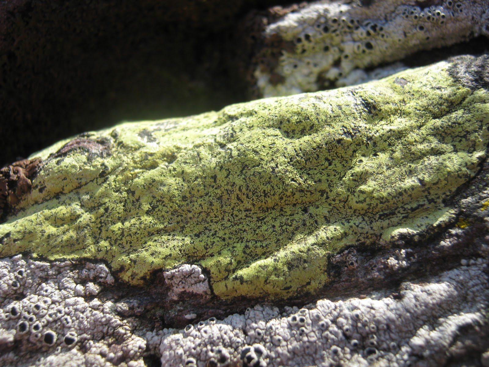 21stcenturynaturalist: The 4,500 Year Old Lichen