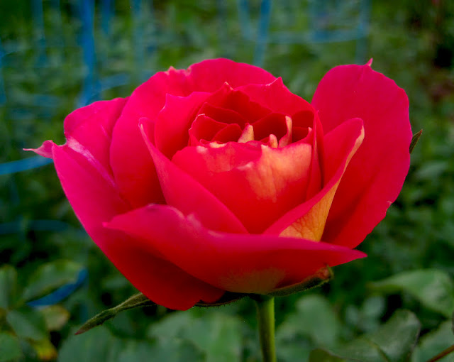 Donald's Organic Texas Garden: 04/05/12