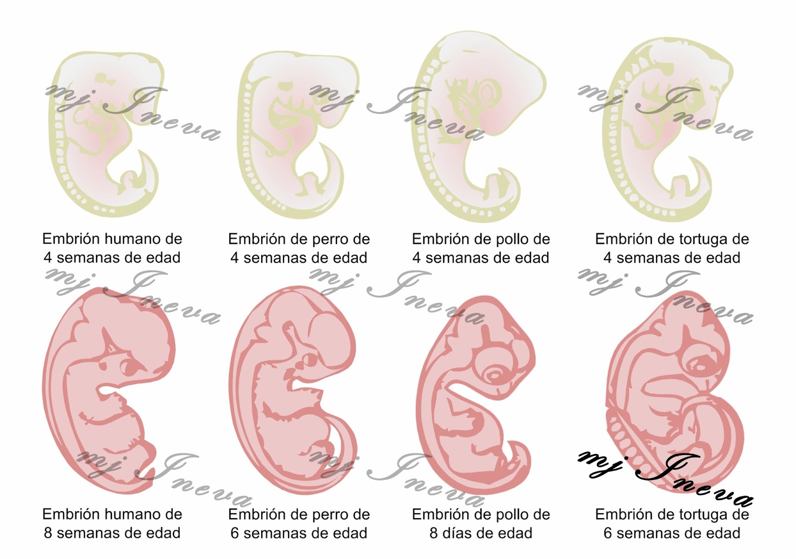 Dibujo de un embrion - Imagui
