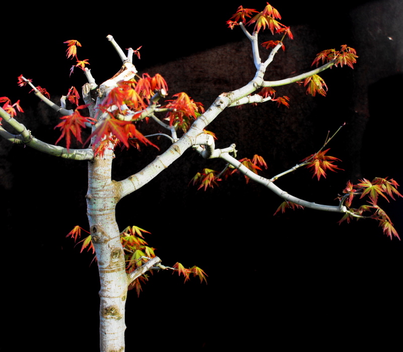 newzealandteatreebonsai: Air Layering Japanese Maple