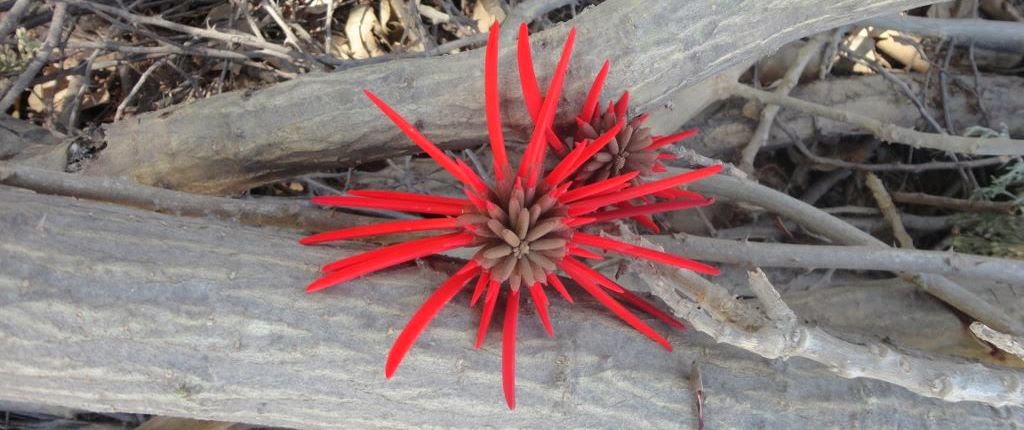 Mis impresiones hechas fotos: Estudio de la flor del colorín