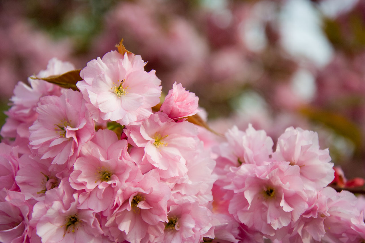 Mundo das Plantas : Japão, flor Sakura
