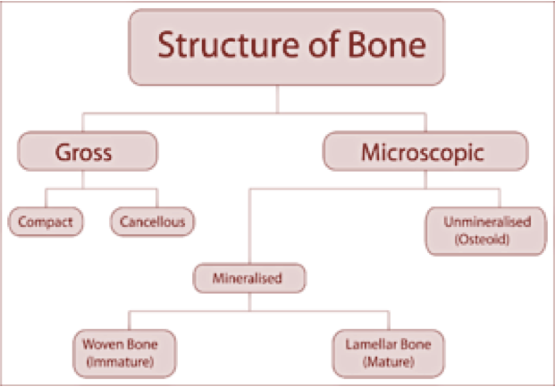 Bone: Structure & Function