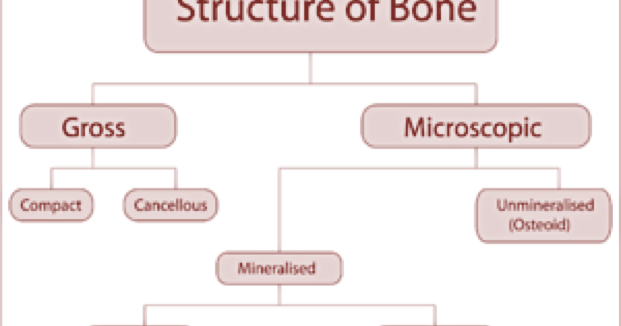 Bone: Structure & Function