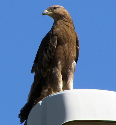 Birding for a Lark: Honey buzzard at al Hayer
