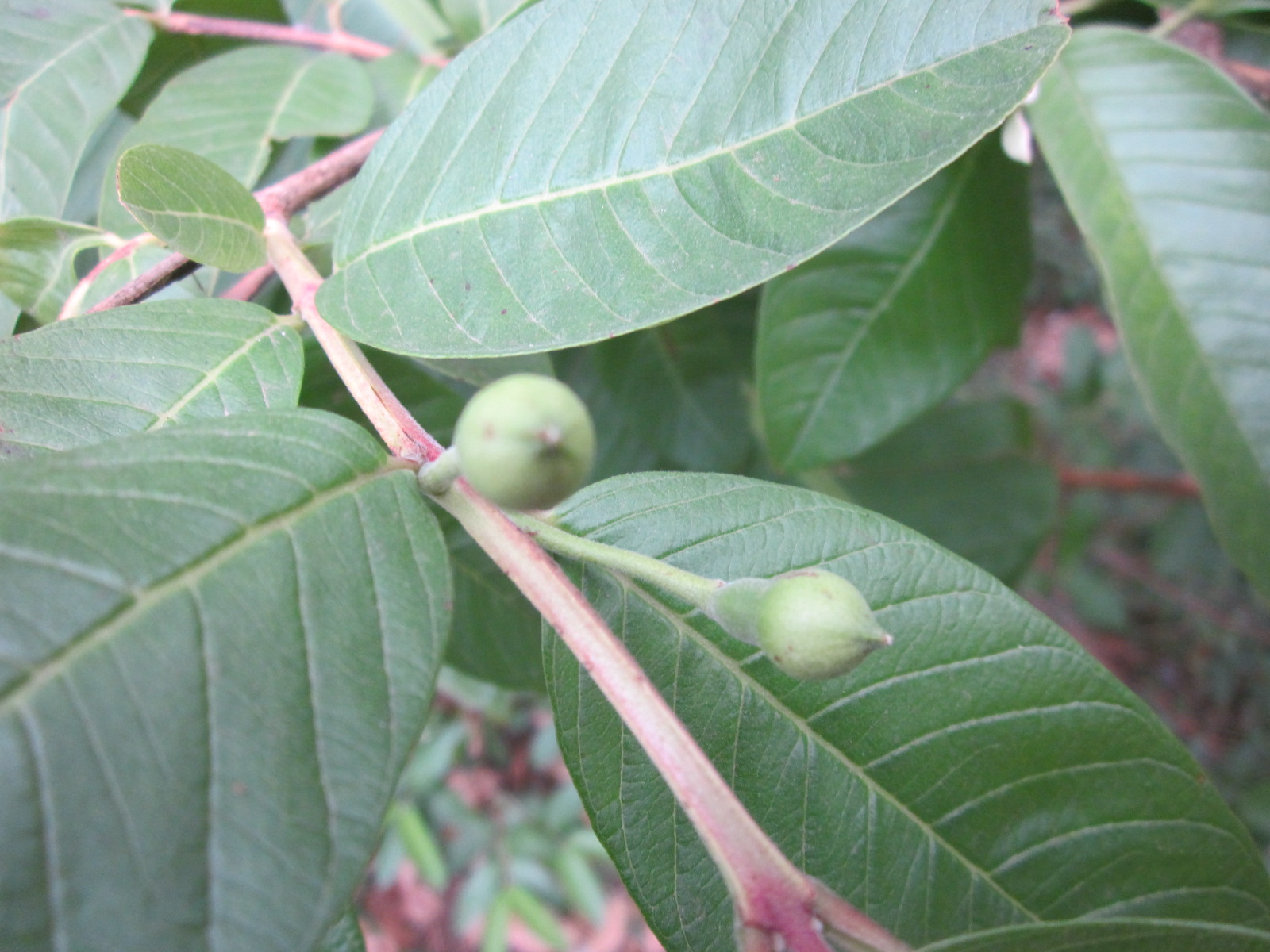 Guava | KERALA NATURE AND AYURVEDA