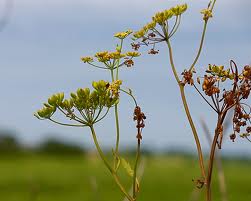Agrophysics: Agrophysics