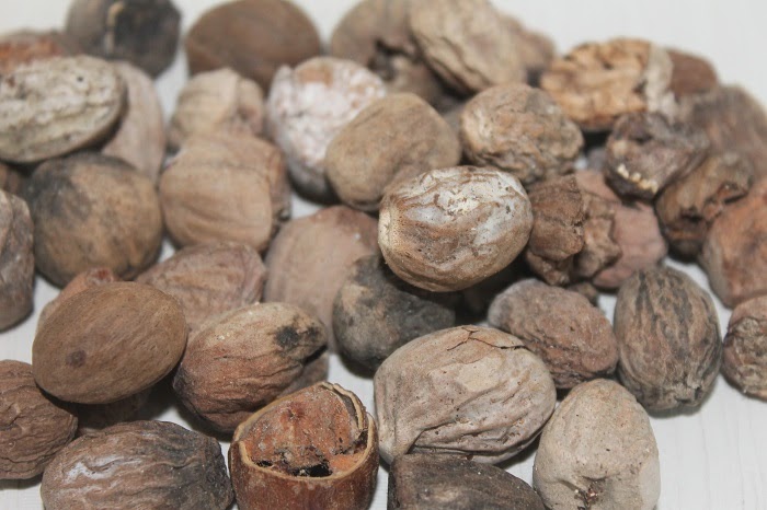 KOMODITI BIJI PALA, FULI & CENGKEH (NUTMEG, MACE & CLOVE) From North ...