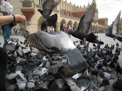 Becoming Polakiem: Birds of the Planty: Lesson One, The Pigeon