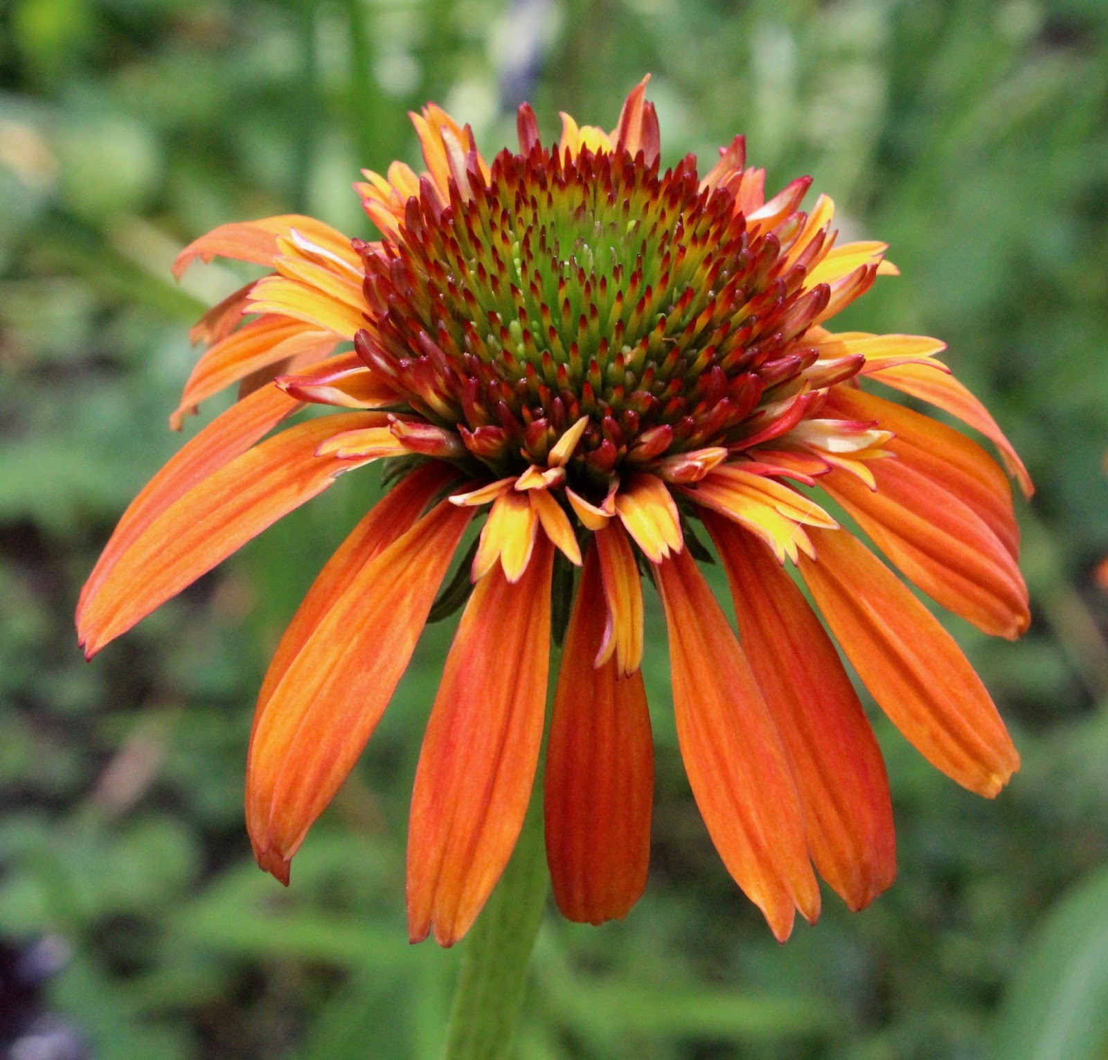 mears garden: Week 11 February 4.2018