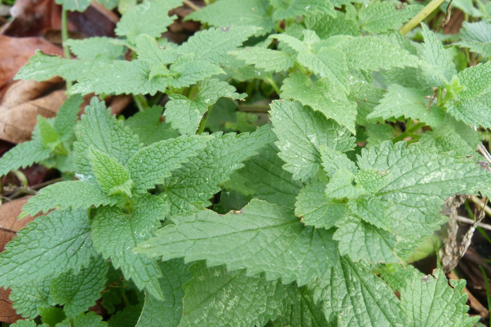 Le surprenant monde végétal: L'ortie non urticante existe-t-elle