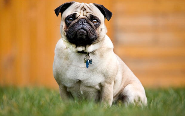 Adorable Pets How To Feed A Pregnant Dog adorable-pets-how-to-feed-a-pregnant-dog