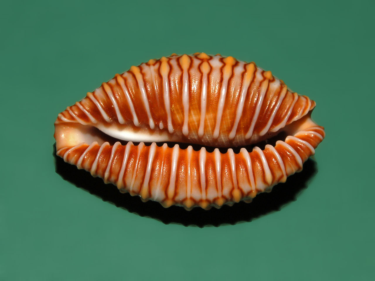 Real Monstrosities: Pustulate Cowry