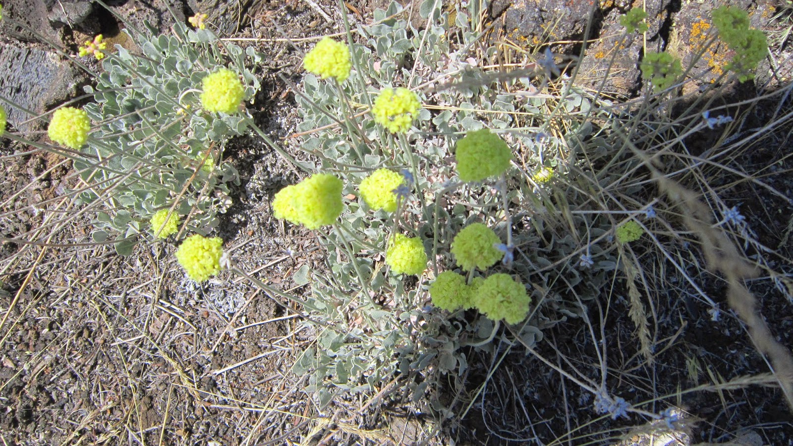 Billy Wardle family blog: Wild Flowers of Craters of the Moon National ...