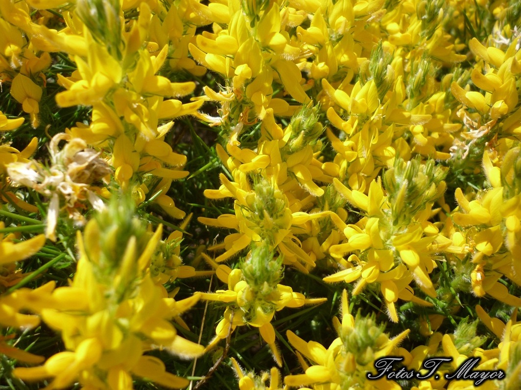 Flores y plantas silvestres: " Genista hirsuta ". Aulaga, Tojo, Alfiletero.
