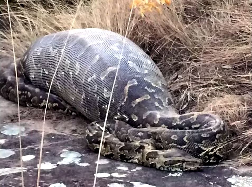 Warning: Graphic! Porcupine Kills Python From The Inside!