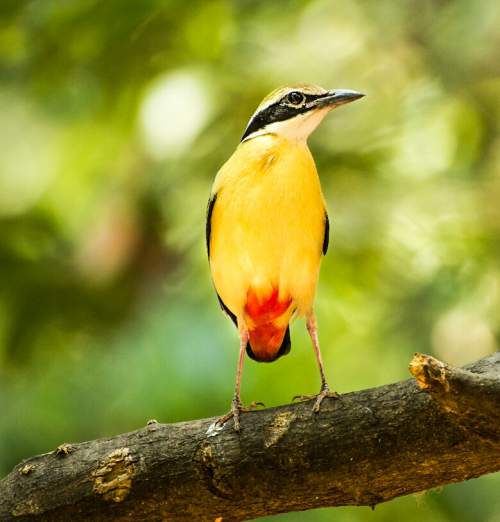 Indian pitta images | Birds of India | Bird World