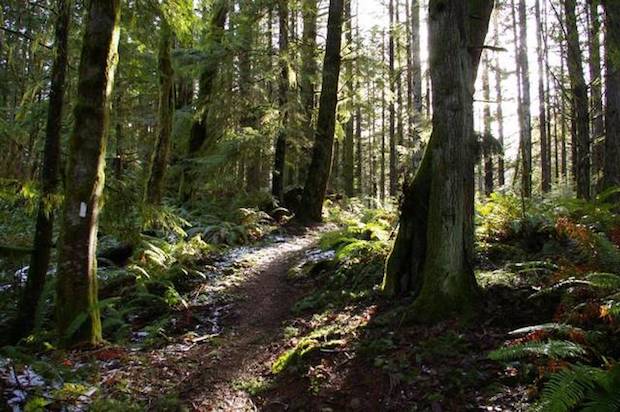 swaggies: Japanese practice of ‘forest bathing’ – shinrin-yoku