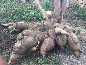 LAS NOTICIAS REALES...: EN VILLA GONZALEZ SACAN UNA MATA DE YUCA CON UN ...