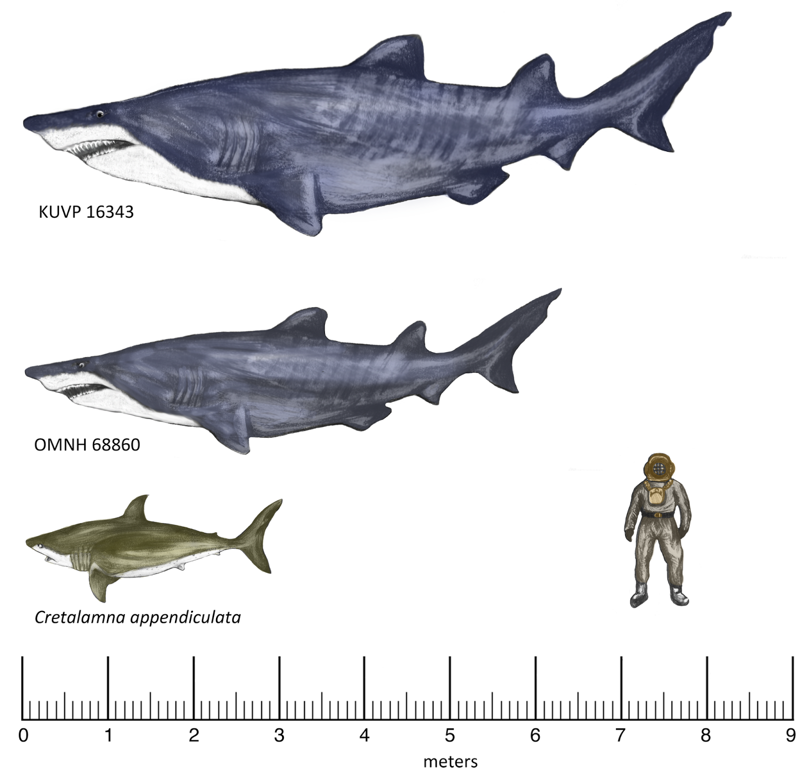 Paleontología y Evolución en la UCM: Se encuentra un tiburón gigante ...